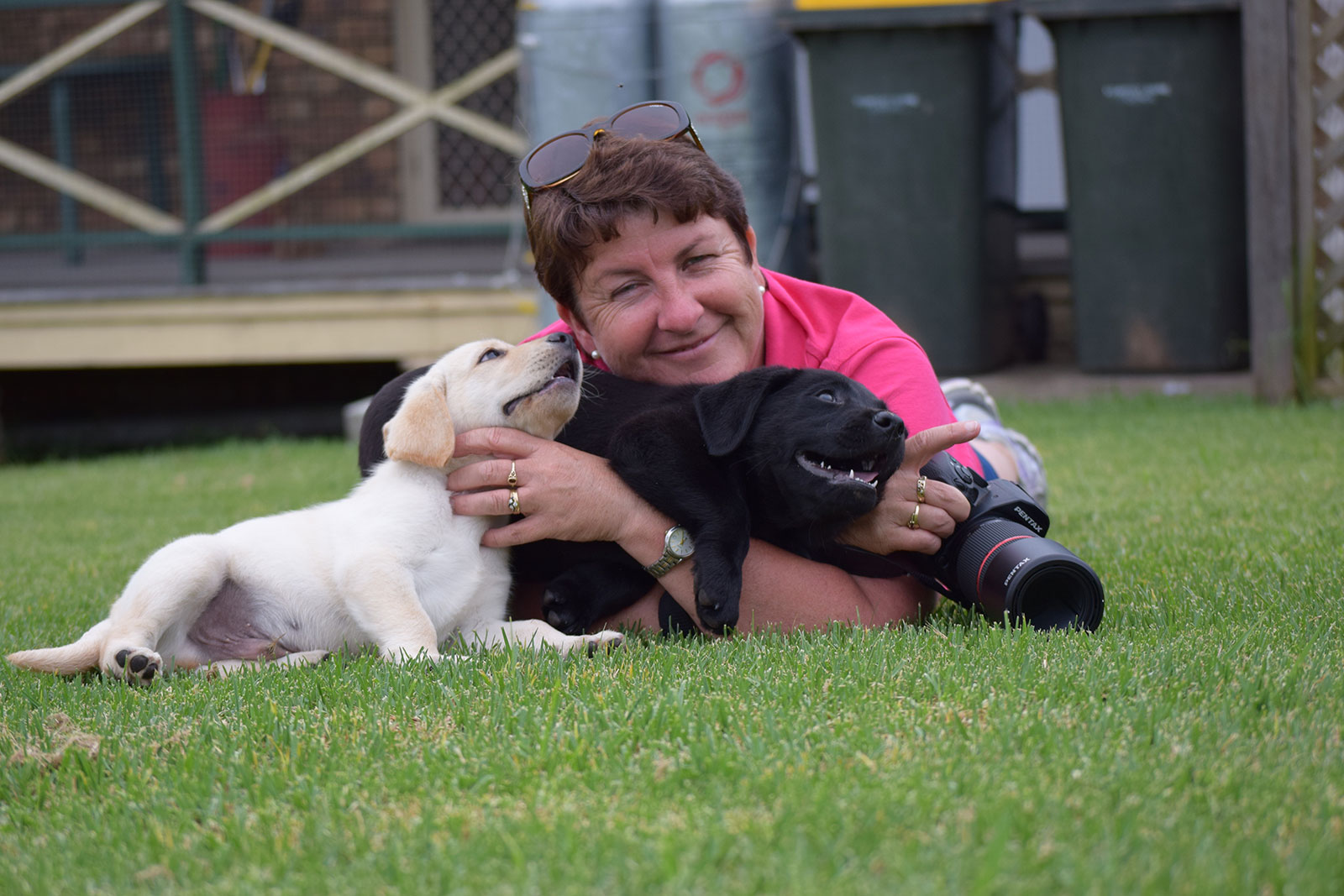 About Dowlfalls Labrador Retrievers | Dowlfalls Labrador Retrievers ...