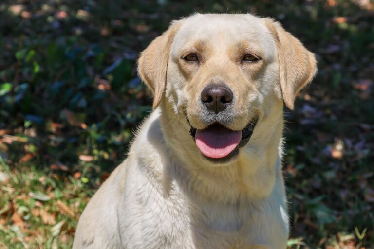 Dowlfalls Labrador Retrievers | Dowlfalls Labrador Retrievers, Kempsey ...