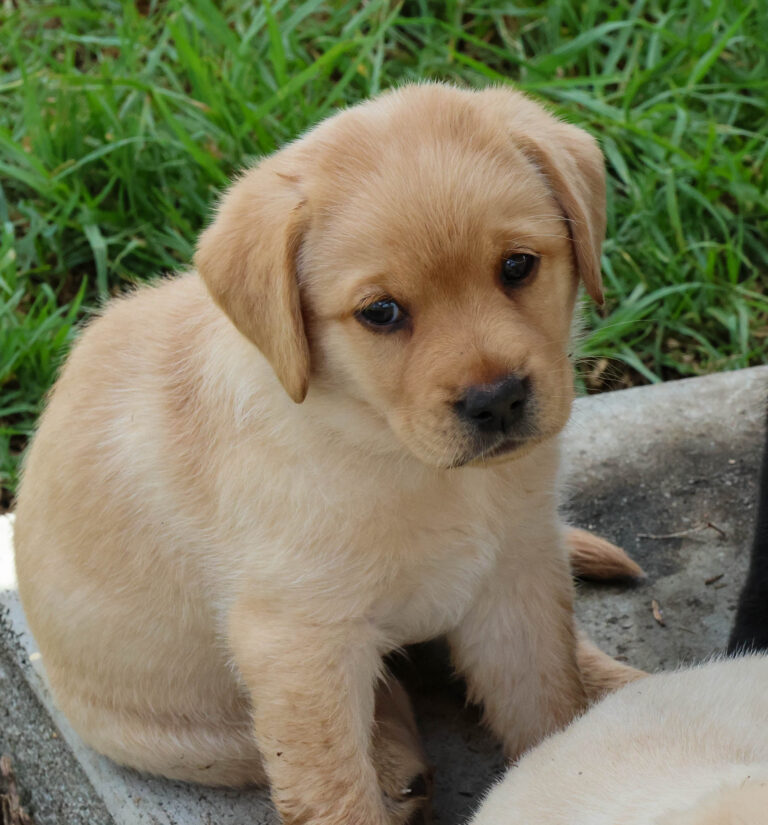 Latest Litters | Dowlfalls Labrador Retrievers, Kempsey, NSW ...