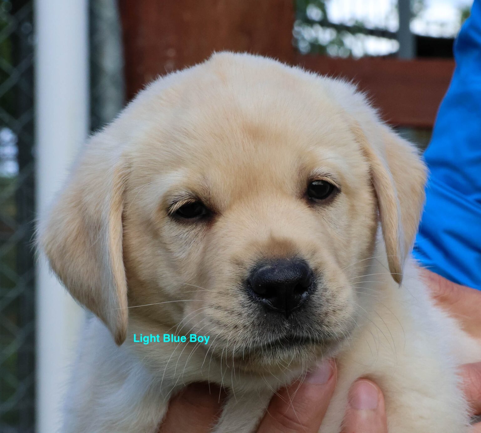 Latest Litters | Dowlfalls Labrador Retrievers, Kempsey, NSW ...